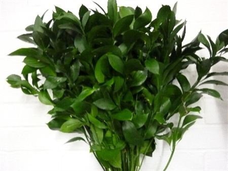Greens Ruscus - Salal