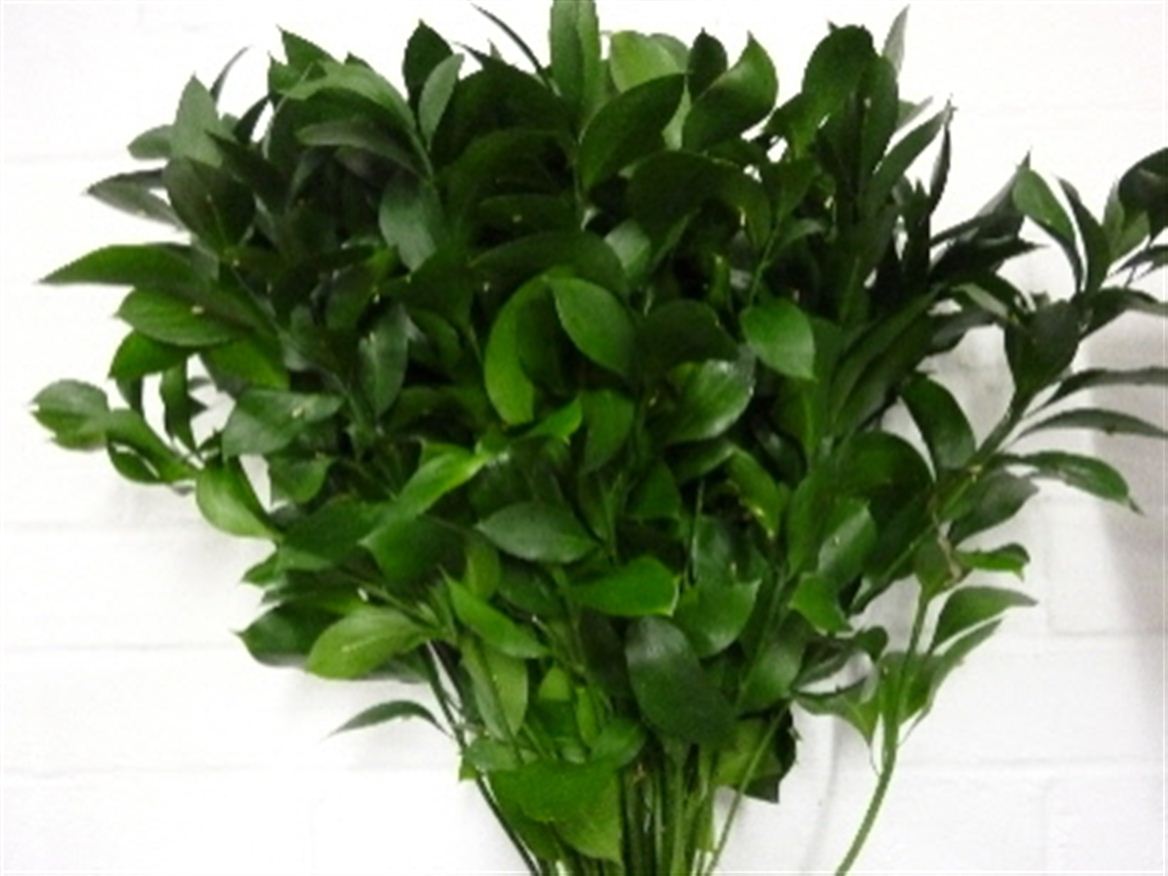 Greens Ruscus - Salal