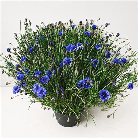 Bunch & English Flowers