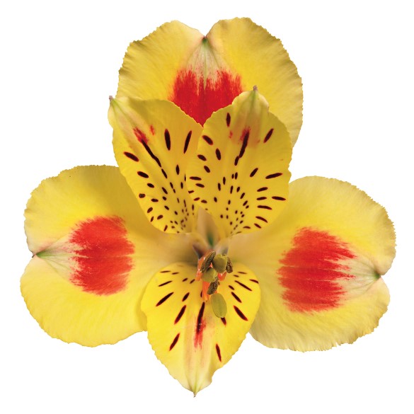 Alstroemeria