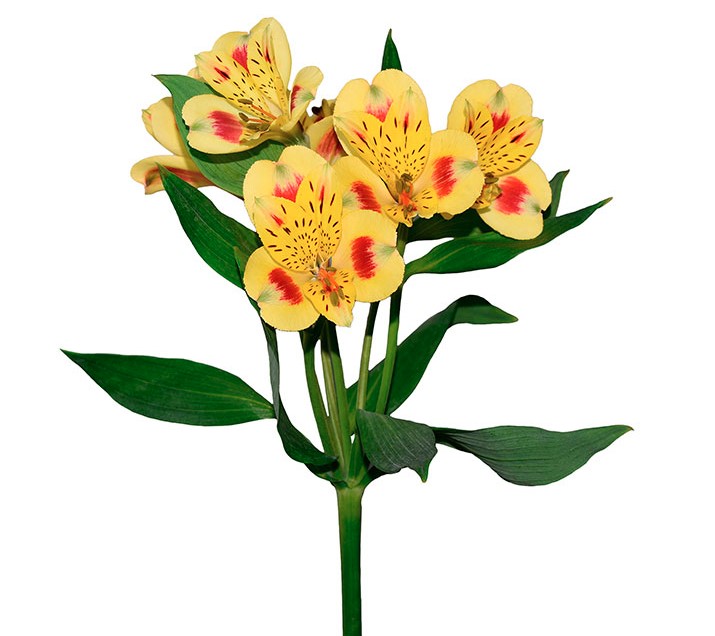 Alstroemeria