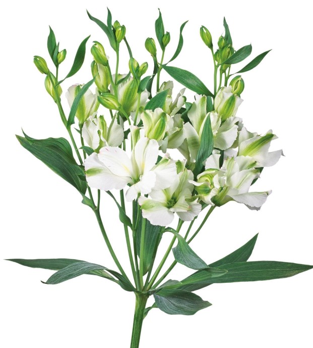 Alstroemeria