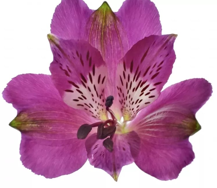 Alstroemeria