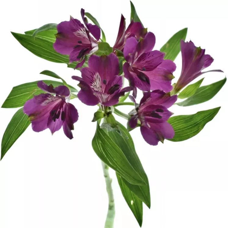 Alstroemeria
