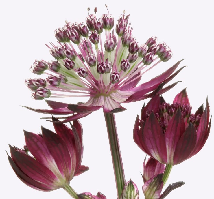 Astrantia