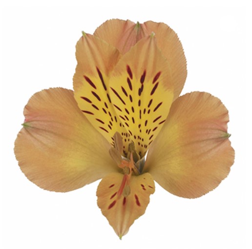 Alstroemeria