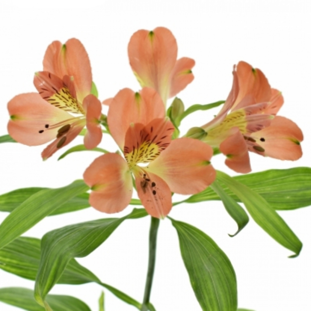 Alstroemeria