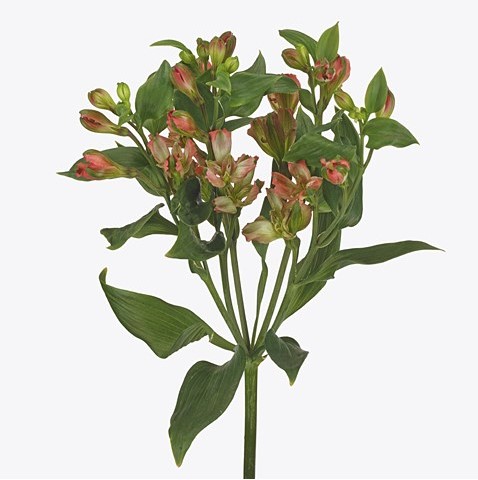 Alstroemeria