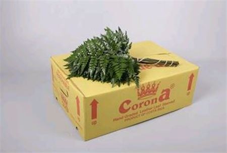 Greens Leafs - Berries