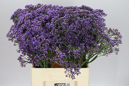 Limonium - Statice