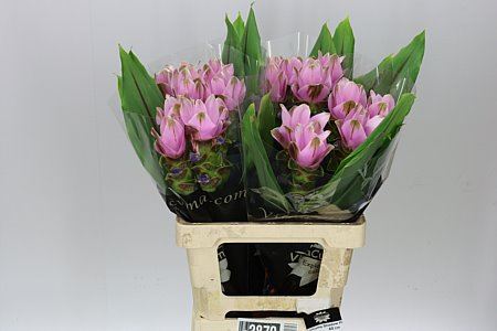 Tropical - Helianthus - Bamboo