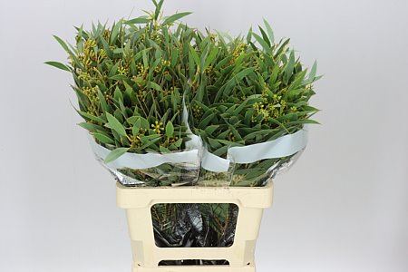 Greens Eucalyptus