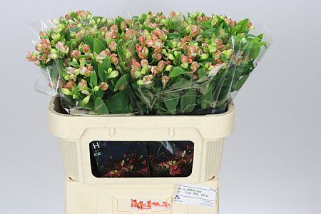 Alstroemeria
