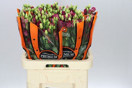 Eustoma - Lisianthus